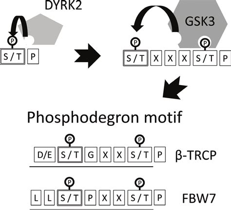 Consensus Sequence Of Phosphodegron Motif These Phosphodegron Motifs