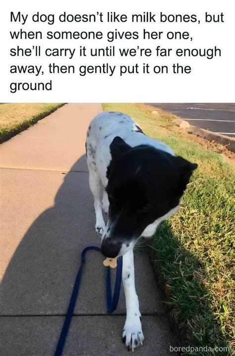 43 Of The Funniest Animal Memes To Put A Smile On Your Face As Shared