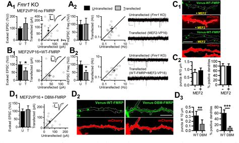 Figure 2 From Fmrp Phosphorylation And Interactions With Cdh1 Regulate