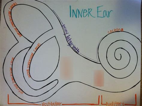 Bony Labyrinth Diagram Quizlet