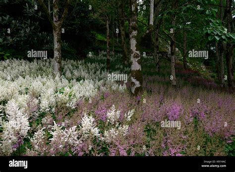 Astilbe Chinensis False Goatsbeard Wood Woodland Shade Shady Shaded