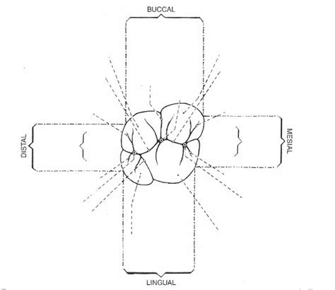 Occlusal View Max 2nd Molar Diagram Quizlet
