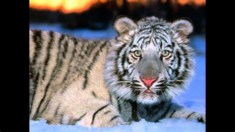 Sam Riney Seduction Youtube