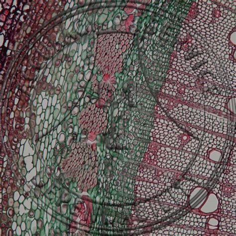 Fraxinus Americana Older Stem Prepared Microscope Slide