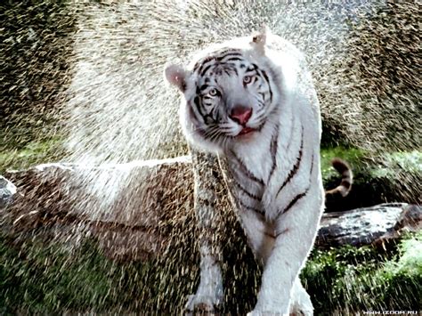 100 4k Тигр шпалери на робочий стіл Скачати Безкоштовно заставки