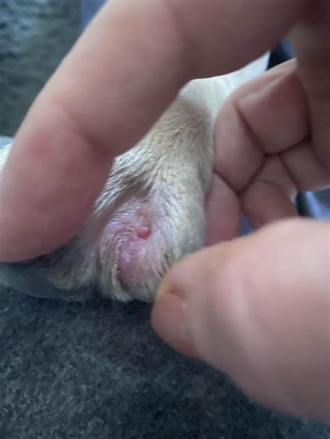 Spenden Für Fränsch Bully Rambo Spenden Sammeln Spendenseite De