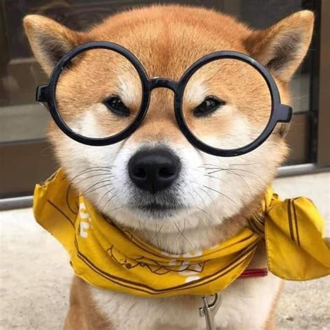 Team Cool Fools Openai Whisper Gpt3 Codex And Dall E 2 Hackathon