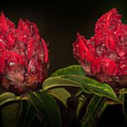 Rhododendron Photograph By Svetlana Sewell Fine Art America