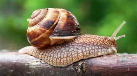 [video] Con ốc Sên ăn Trái Dâu