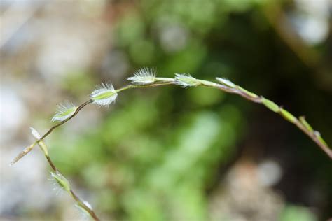 粗穗馬唐 臺灣的馬唐屬植物 · Inaturalist