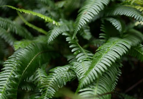 Western Sword Fern Care Osera