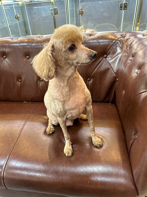 푸들 초코 애완견성격 반려견성격 소형견크기 중형견크기 미니비숑프리제크기 토이푸들크기 골든리트리버크기 래브라도리트리버크기 닥스훈트크기 도베르만크기 말티치크기 말티폼크기 보더