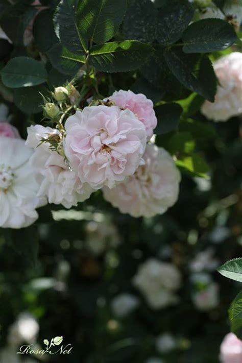 Pin By Dawn Miller On Flowers~flowers~flowers Rose Flowers Garden