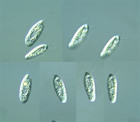Protist Images Chilomonas Paramecium