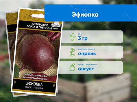Семена свеклы ПОИСК Эфиопка (А) 3 г: отзывы покупателей, рейтинг и ...