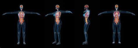검은 배경에 고립 된 인간 여성 신체 장기 X 선의 3d 렌더링 세트 인체에 대한 스톡 사진 및 기타 이미지 인체 남성 성기 인간 신경계 Istock
