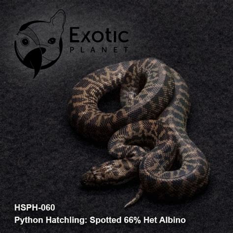 Hatchling Spotted 66 Het Albino Hsph 097 Exotic Planet Sourcing