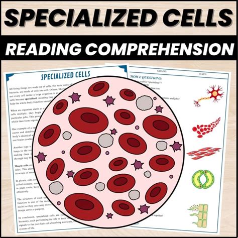 Specialized Cells Reading Comprehension Worksheet Cell Differentiation