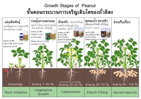 จะเป็นเกษตรกรมืออาชีพ ในทุกๆพืช อาทิ พืชถั่วลิสง หรือพืชหัวอื่นๆ ️เรา