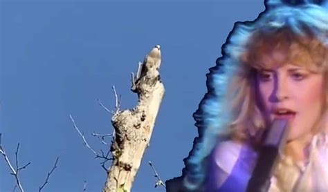 Stevie Nicks Just Heard A White Winged Dove For The First Time 40