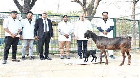 Goat Born Lamb Through Artificial Insemination With Laparoscope
