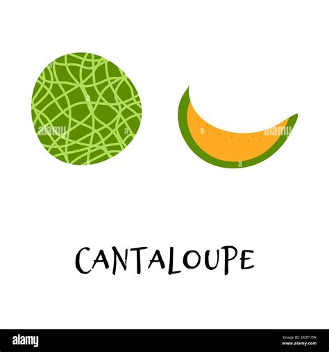 Vector Illustration Of Cantaloupe In Hand Drawn Flat Style Doodle