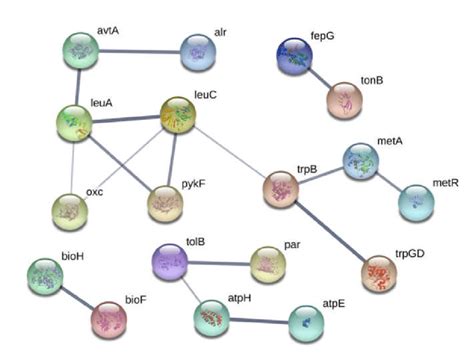 Connectivity Map Displaying The Predicted Functional Associations Download Scientific Diagram
