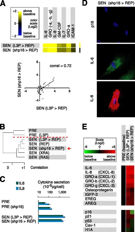 Tumor Suppressor And Aging Biomarker P16ink4a Induces Cellular