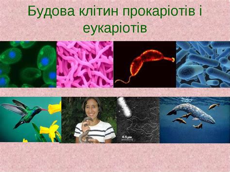 Будова клітин прокаріотів і еукаріотів презентація з хімії