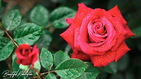 Невероятная красивая музыка Нежной любви Хочется слушать снова и снова 4 Youtube