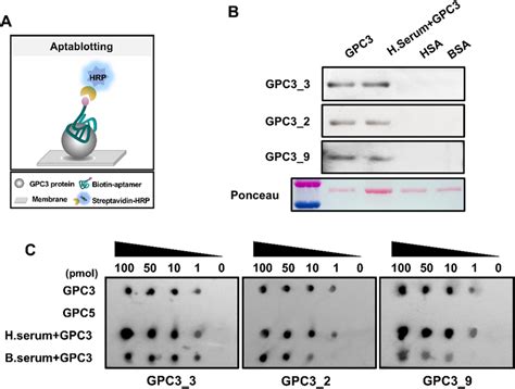 Comparative Analysis Of Gpc3 Detection With Gpc3 3 Gpc3 2 And Gpc3 9