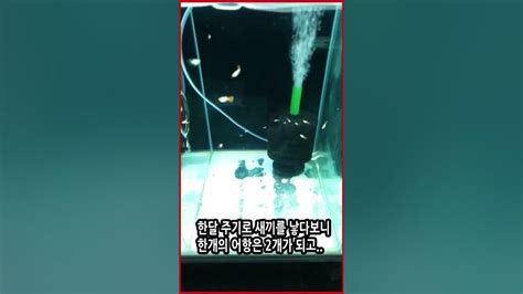 구피키우기 무서운이유 Youtube