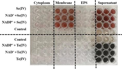 Results Of The Enzyme Activity Assays Download Scientific Diagram
