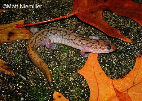 Seal Salamander Tennessee Wildlife Resources Agency