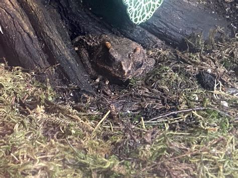 Rajangs Forest Bony Headed Toad 140921 Zoochat