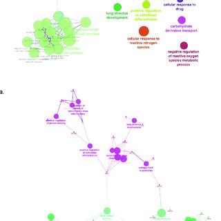 Results Of Pathway Enrichment Analysis Performed In ClueGO Plugin For