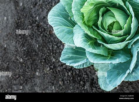 Homegrown Organic Cabbage Cabbage Head Growing On Vegetable Bed In