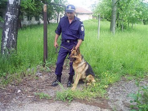 Демонстрации със служебни кучета Първи Български Зоопортал Зоопарк