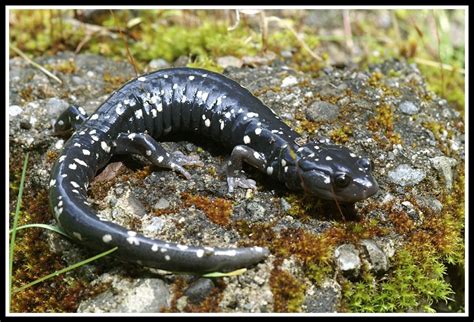 Black Salamander
