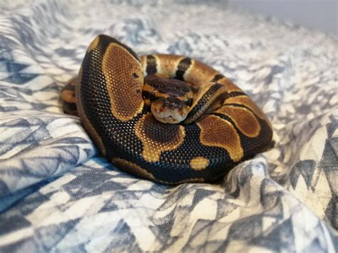 Ball Python Curled Up