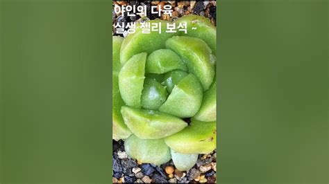 연두연두 즐 ~ 저녁시간 되세요 ~ 임영웅 파종이 실생 다육 다유기 다육이 다육식물 반려식물 다육판매 다육이판매 다육이키우기 다육인스타그램 매혹이