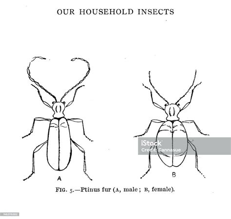 19th C 조각 Ptinus 모피 남성과 여성 나무 지루한 딱정벌레우리 집 곤충 1896 1896년에 대한 스톡 벡터 아트 및