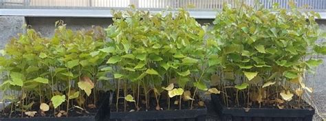Upm Launches New Biostimulant Product Range As A Long Term Solution For