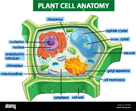 Detailed Vector Illustration Of A Plant Cell With Labeled Organelles