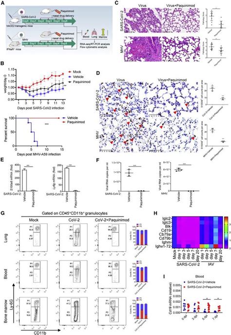 Ly 6g Antibody Fitc 11 9668 82