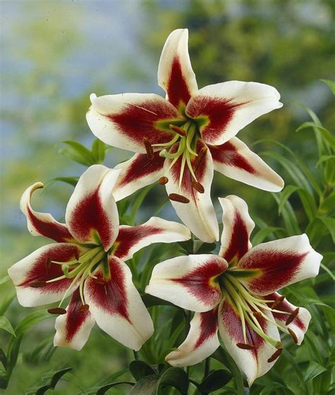 Tree Lily Lilium Beverly Dreams Bulbtuberroot Garden Seeds Market
