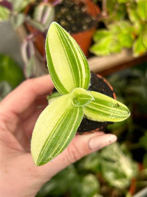 Tradescantia Sillamontana Variegata Other Plants Tradescantia