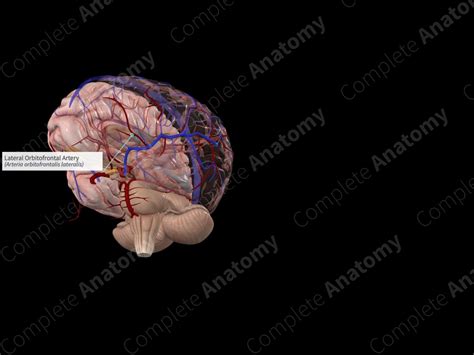 Lateral Orbitofrontal Artery Complete Anatomy