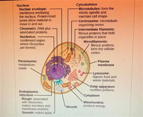 Solved Nucleus Cytoskeleton Nuclear Envelope Microtubules