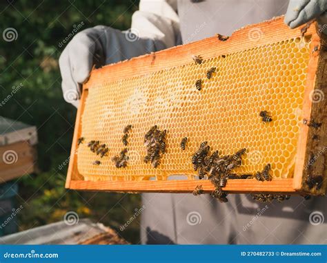 Apiculteur Tient Une Cellule Miel Avec Des Abeilles Dans Ses Mains